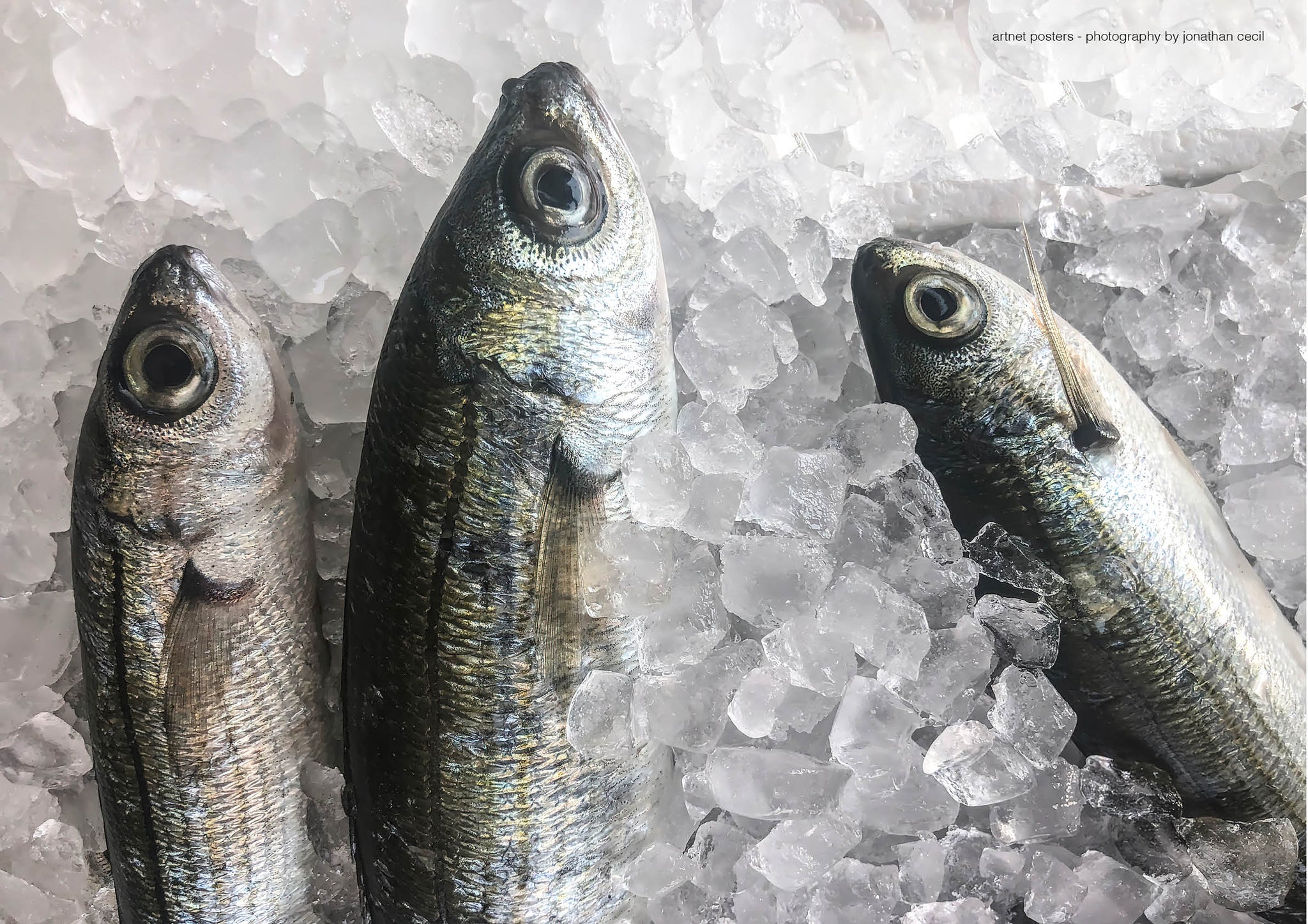 Fresh Fish - Artnet Posters