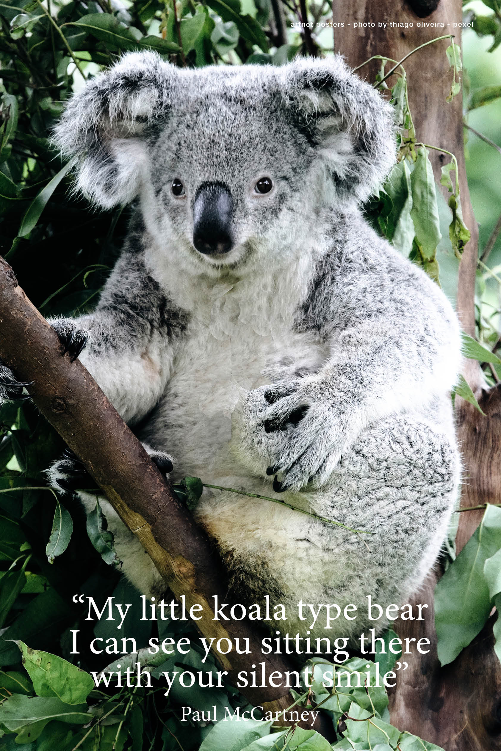 Koala 2 - Artnet Posters